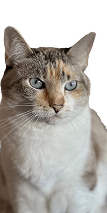 Animal Clinic – Madison, MS – All Creatures Animal Care