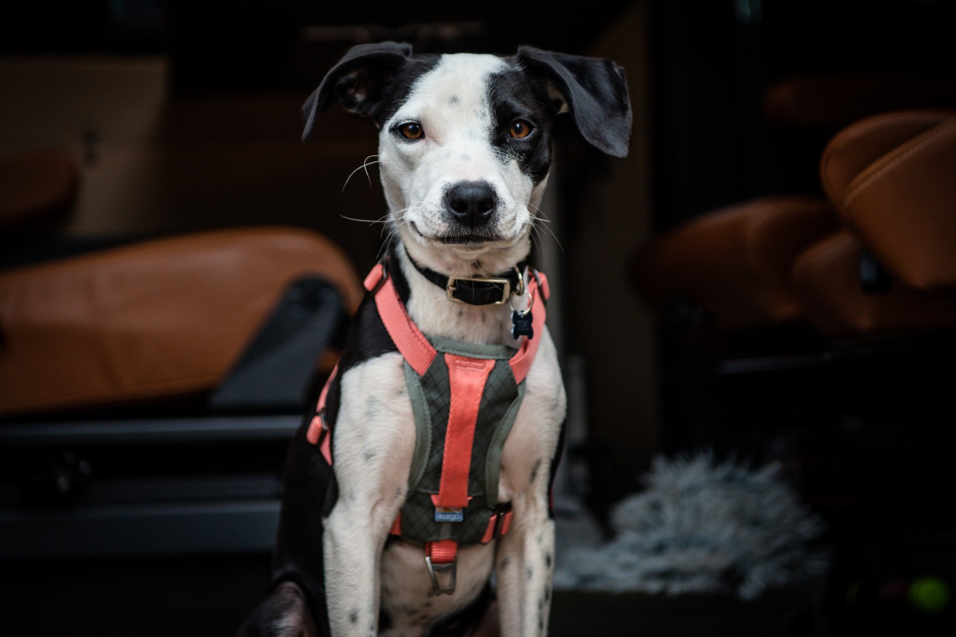 About | Benchmark Vehicles | sprinter van conversion companies