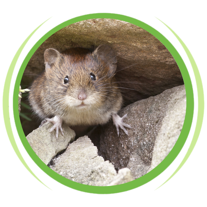 Pest Control Services | Perks Worx