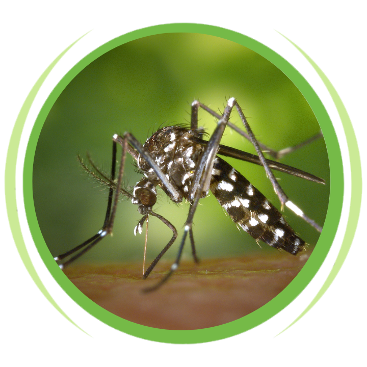 Pest Control Services | Perks Worx