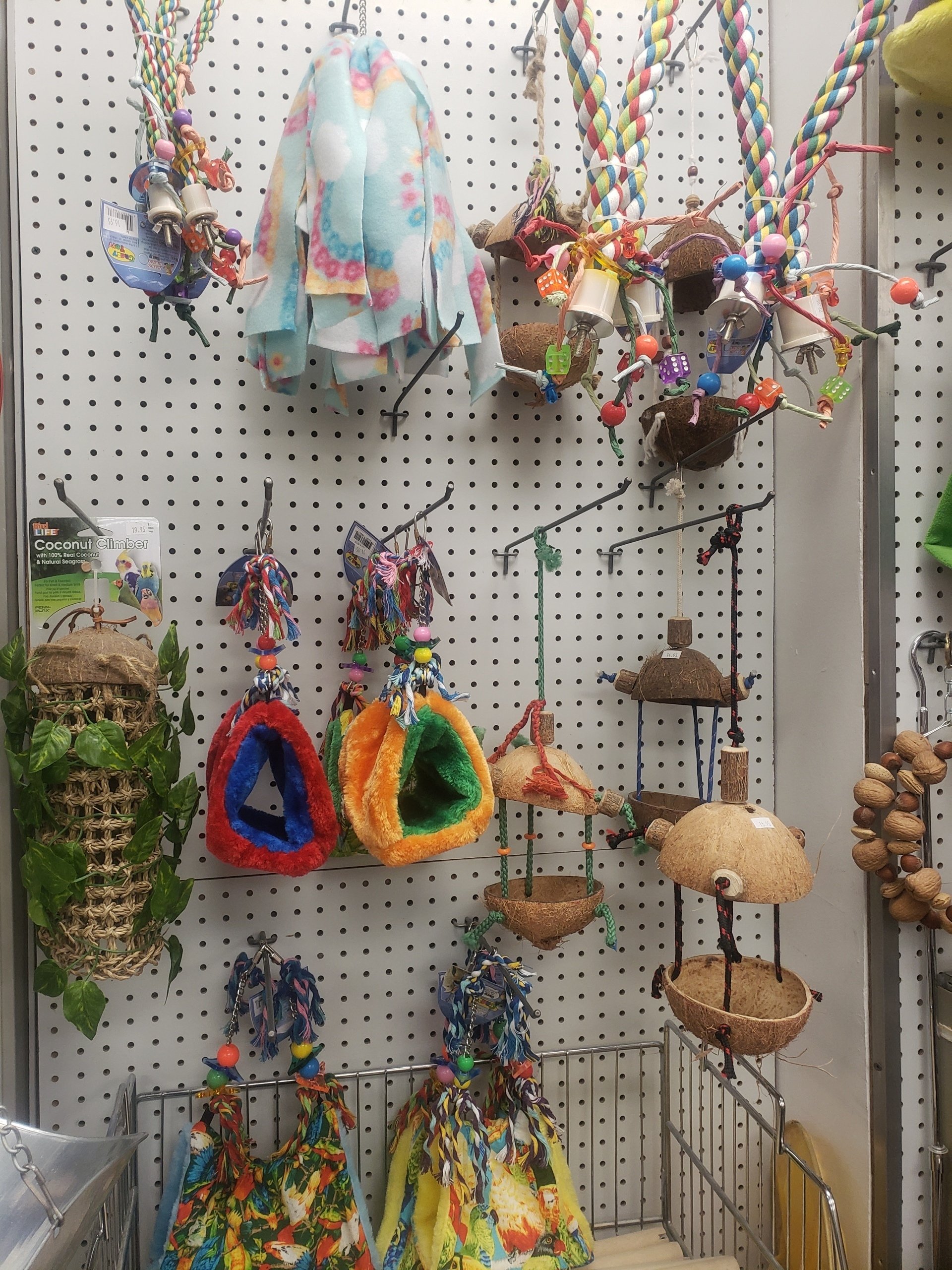 Exotic Baby Birds & Essentials | Long Island, NY