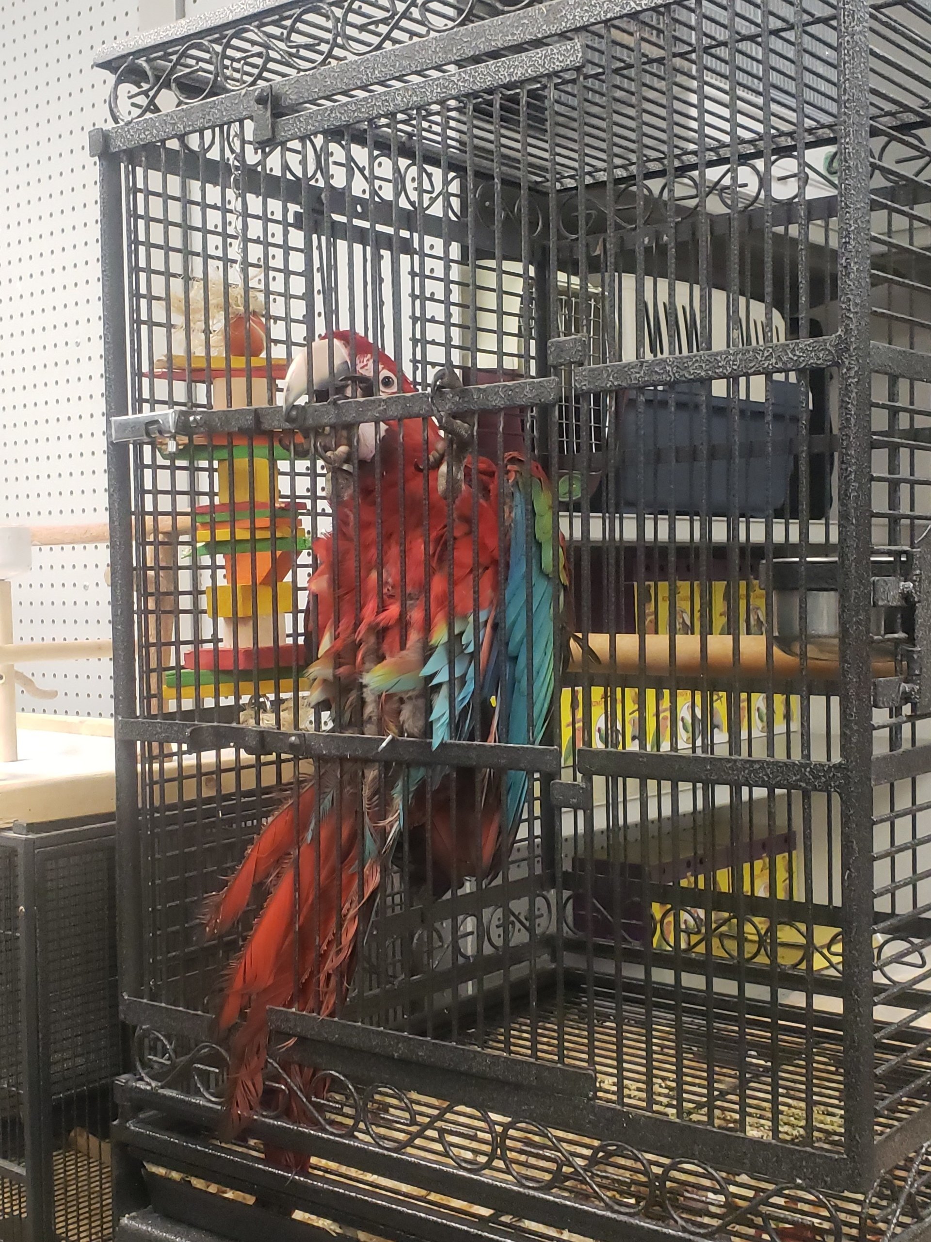 Exotic Baby Birds & Essentials | Long Island, NY