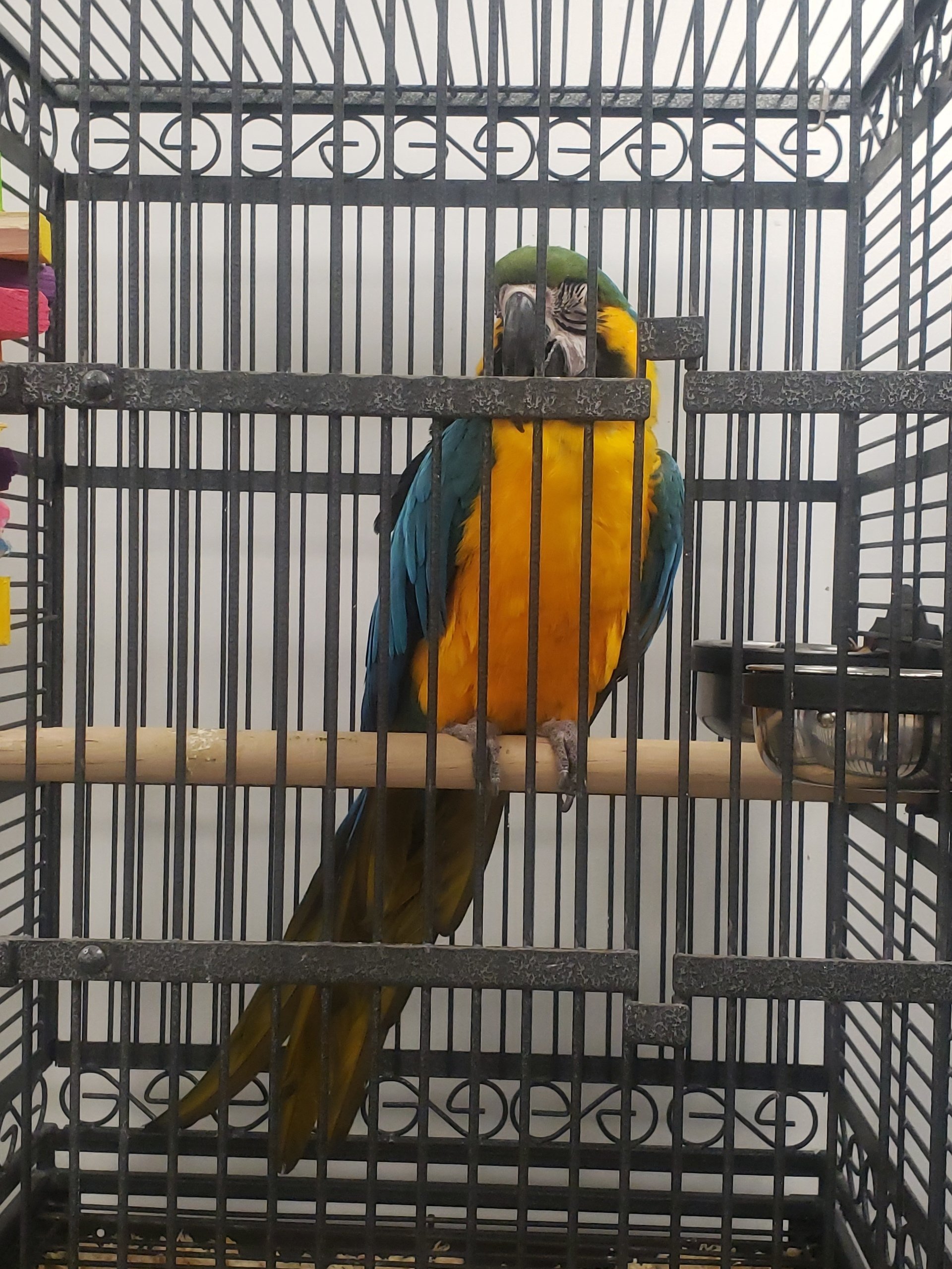 Exotic Baby Birds & Essentials | Long Island, NY