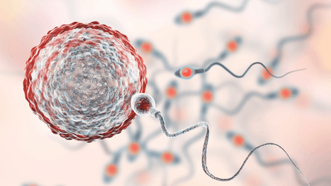 Low Sperm Motility: Symptoms, Causes and Fertility Treatments