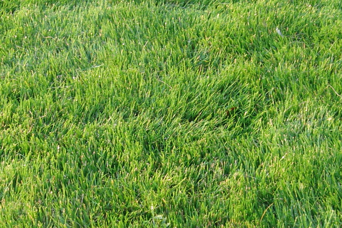Emerald – Zoysia – Mata-Turf