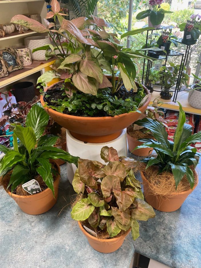 Nursery & Florist in Forster | Wingham Nursery & Florist