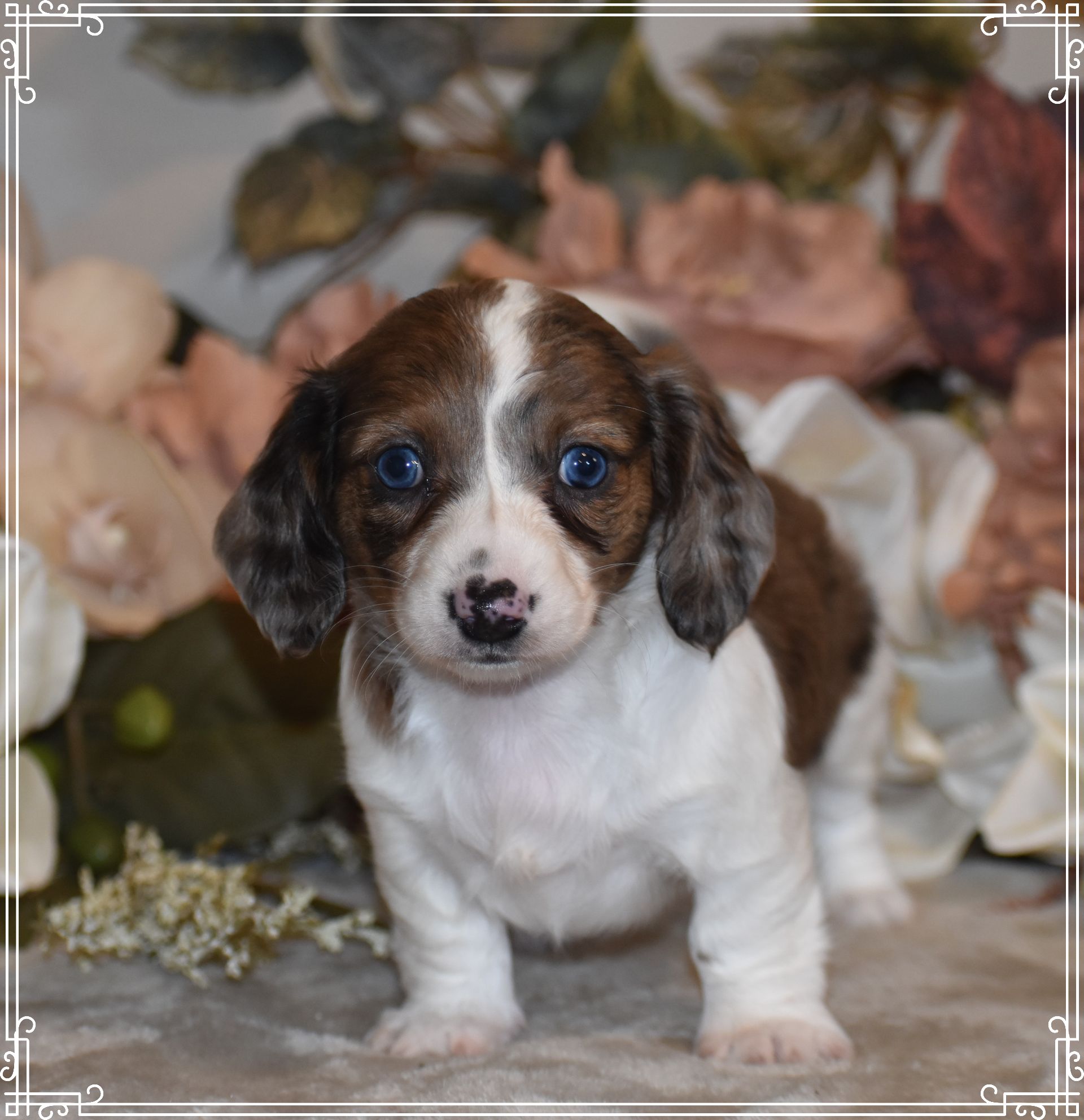 Available Dachshund Puppies for Sale | Down Home Dachshunds