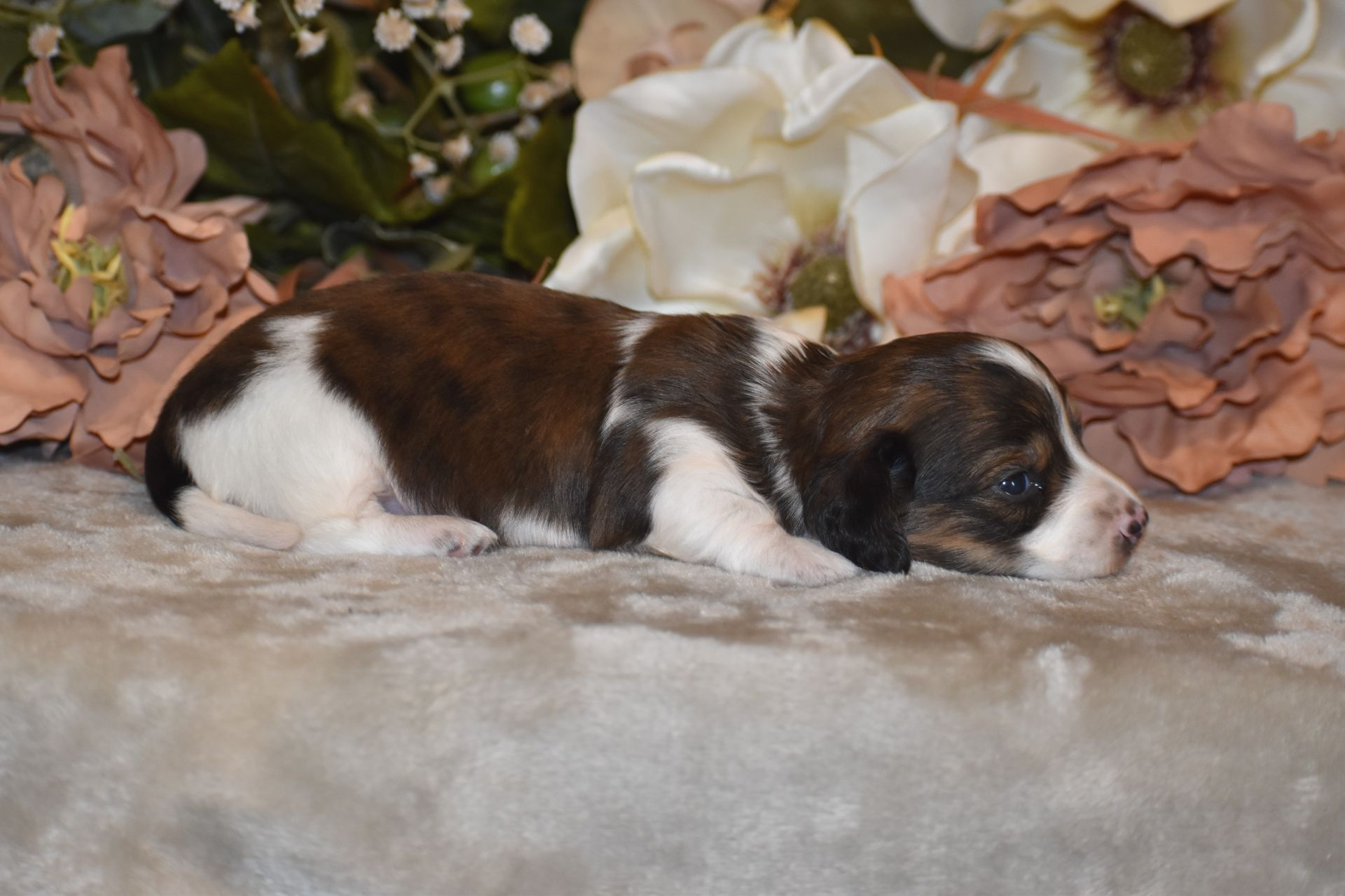Available Dachshund Puppies for Sale | Down Home Dachshunds