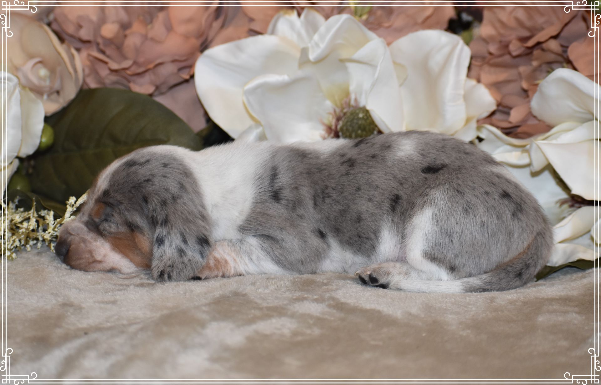 Available Dachshund Puppies for Sale | Down Home Dachshunds