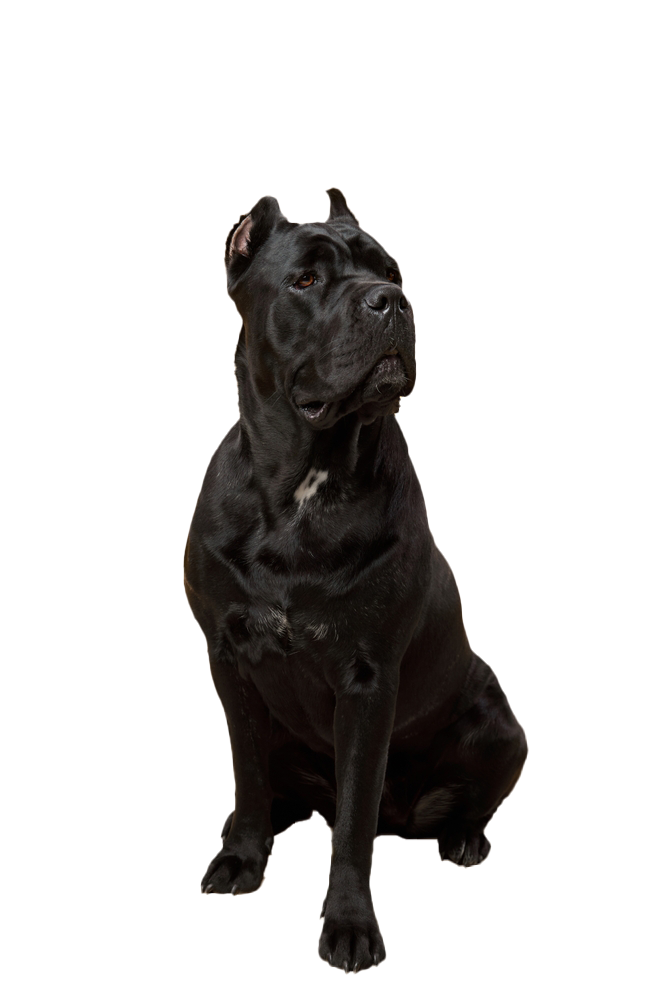 HOME | Corsos R US | Grand Blanc, MI