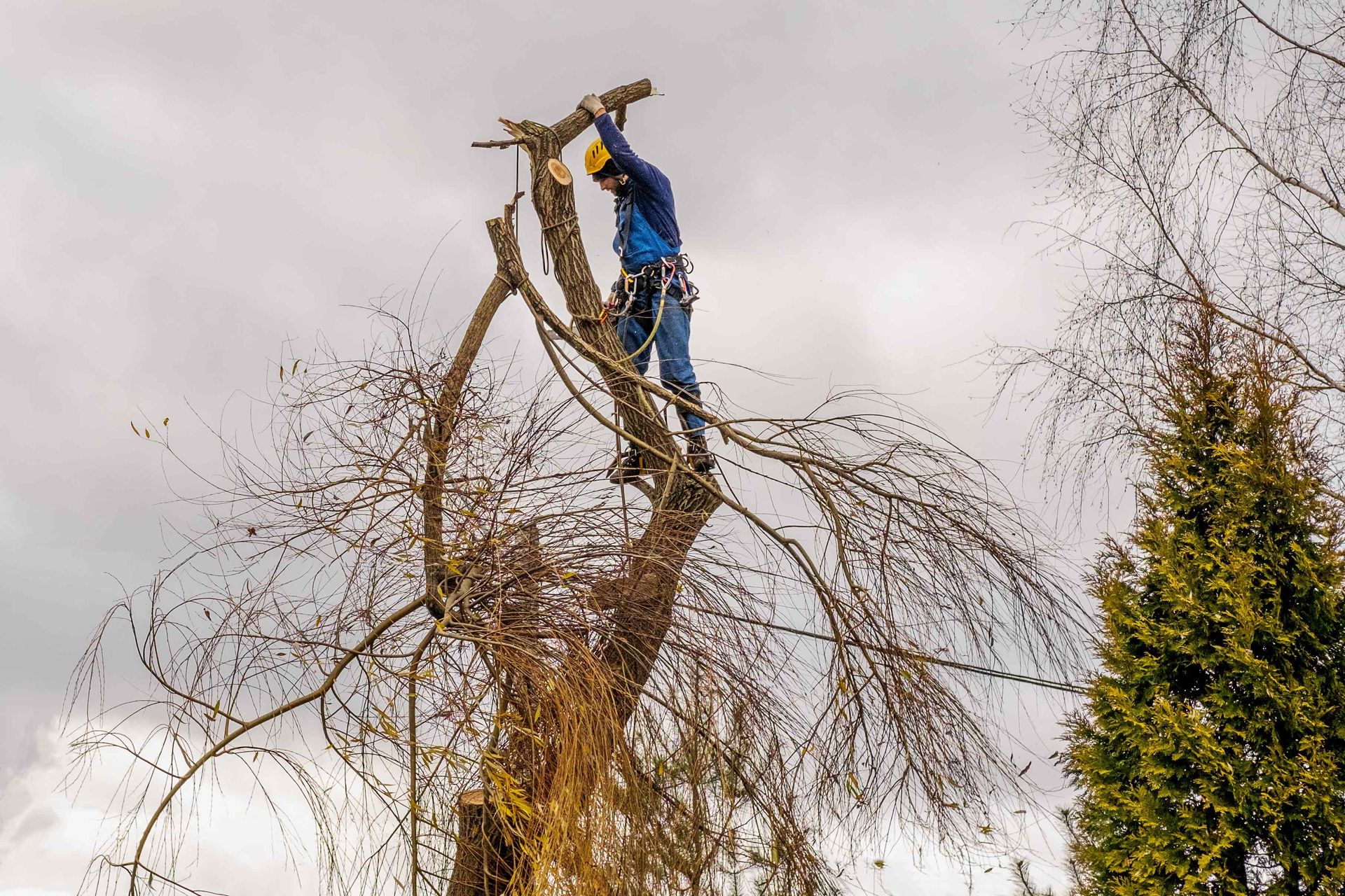 Tree Service in Brookfield, WI | Affordable Tree Service Brookfield