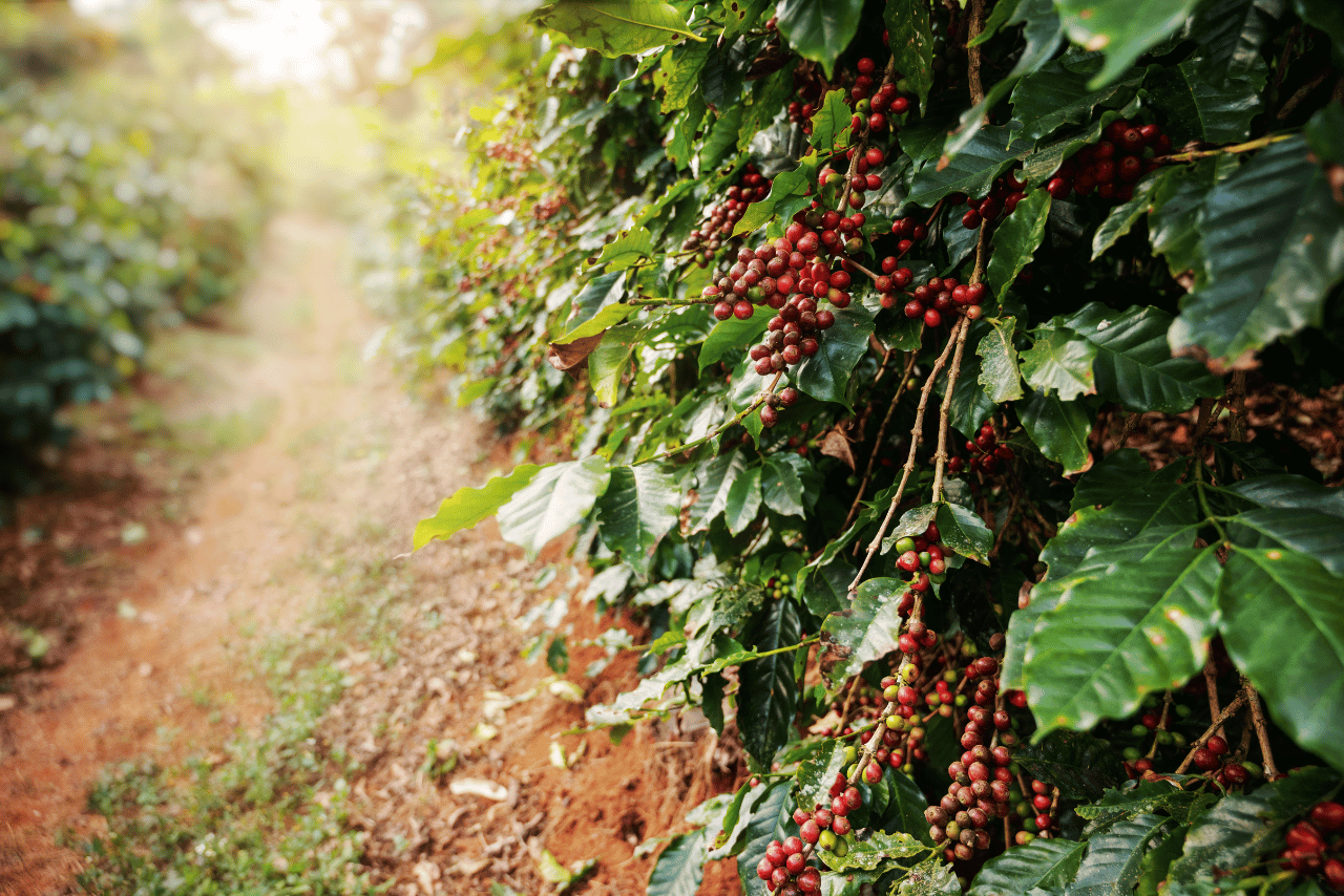 From Stem To Table: How Coffee Is Grown And Harvested