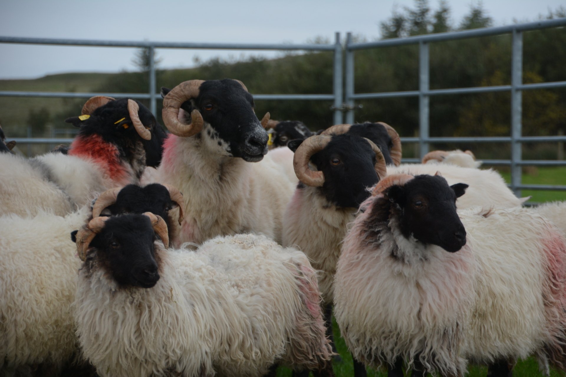 Guided Tours | Explore, Discover and Go Wild in Ireland