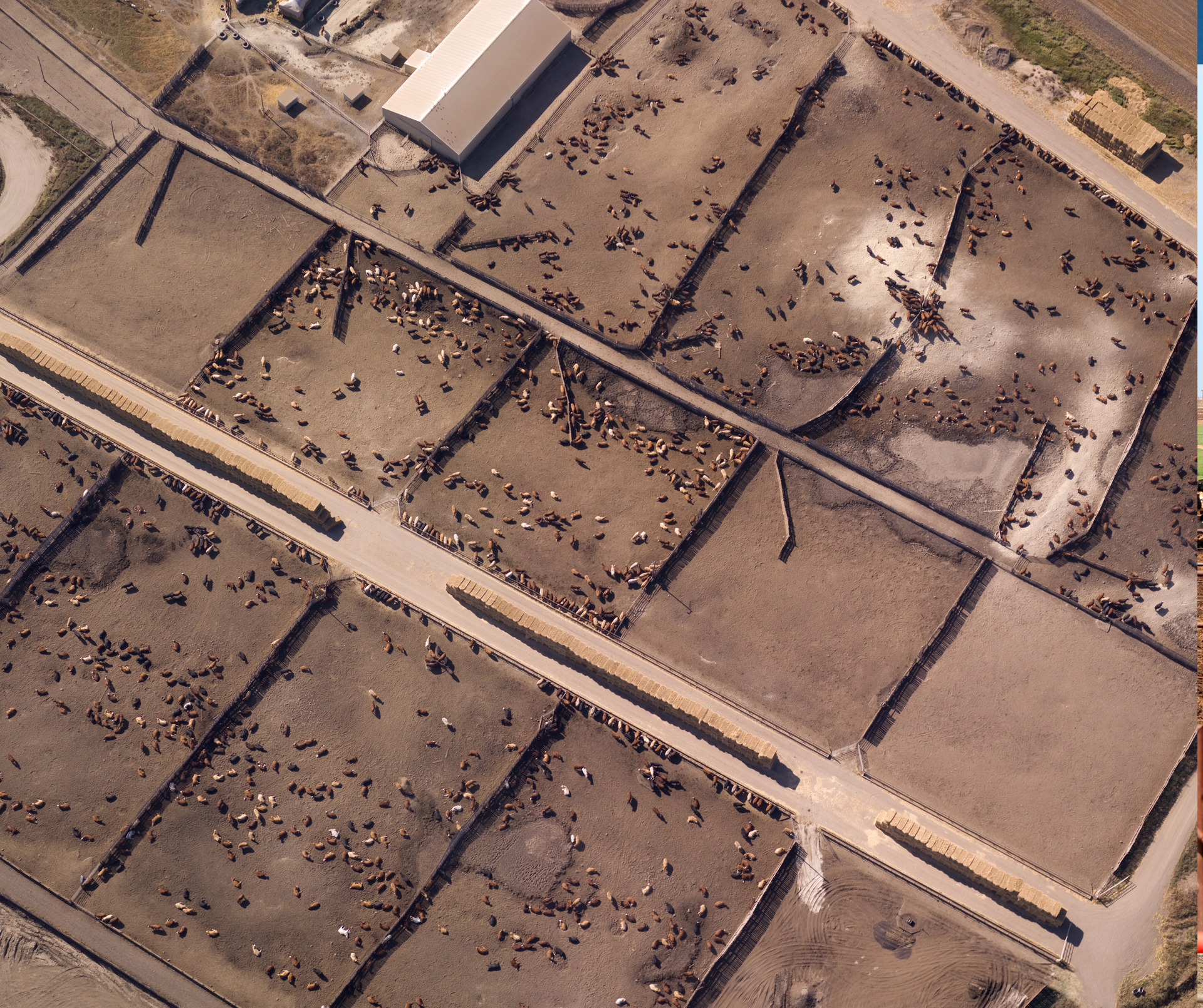 Boost Livestock Profitability | Profectus Livestock Solutions