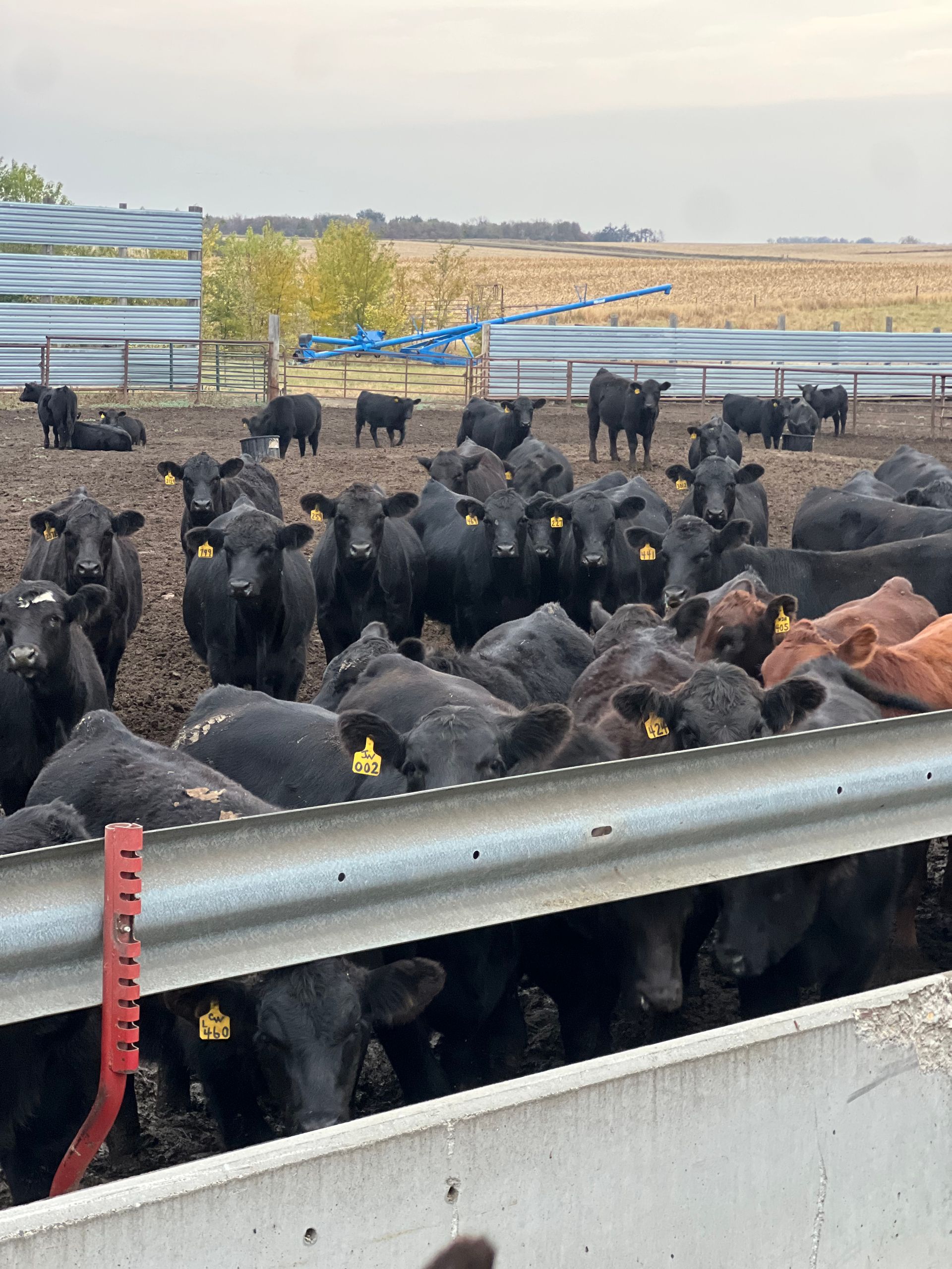 Boost Livestock Profitability | Profectus Livestock Solutions