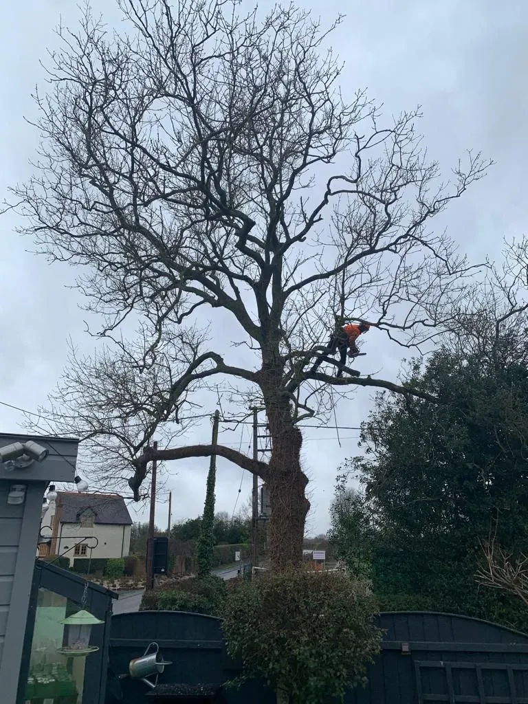 Tree Surgeon | Eden Tree Care