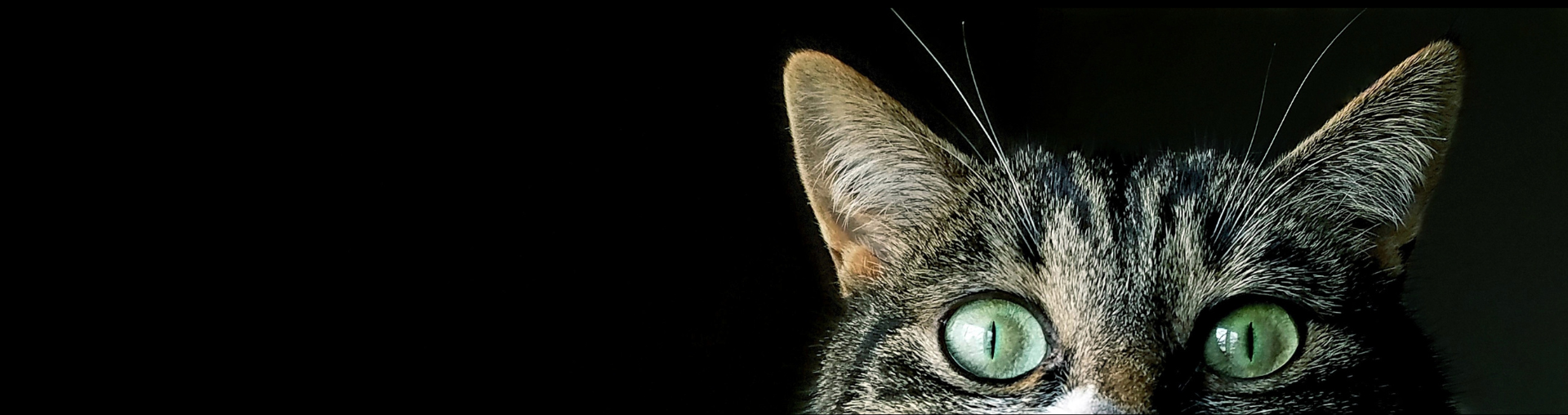 Cat Drooling: When It's Normal and When It's Not