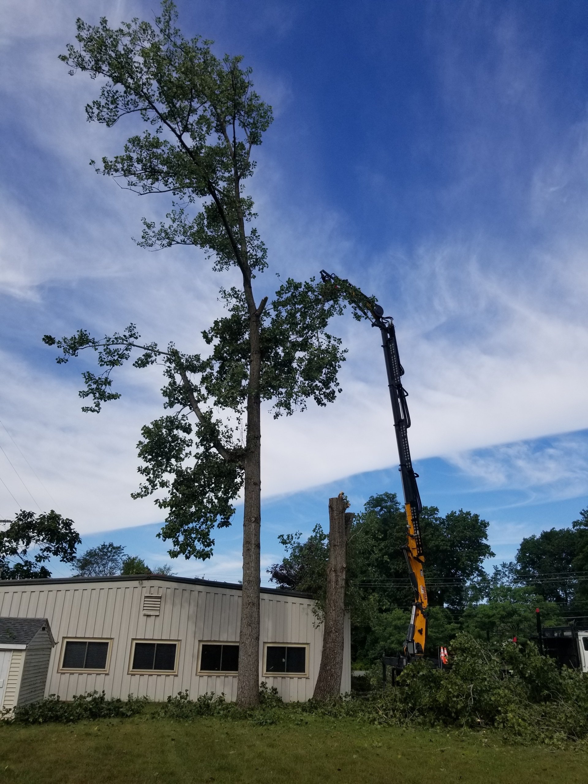Tree Removal, Tree Trimming, Stump Removal Clifton Park, NY - Clear ...