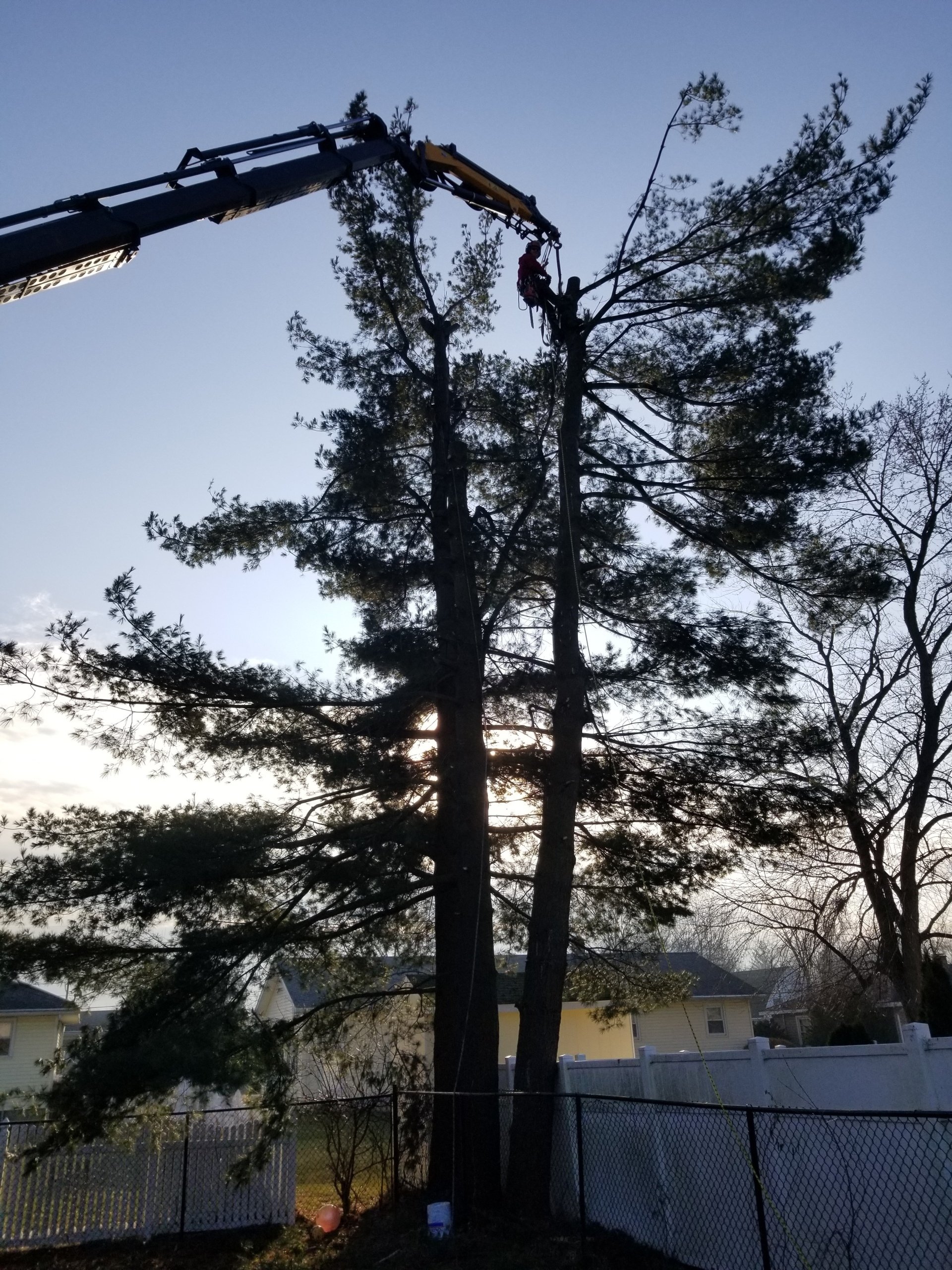 Tree Removal, Tree Trimming, Stump Removal Clifton Park, NY - Clear ...
