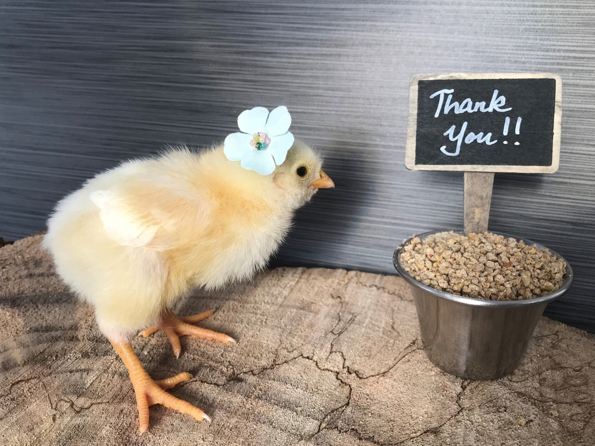 Baby Chick Cards - Say it with a Baby Chick notecard!