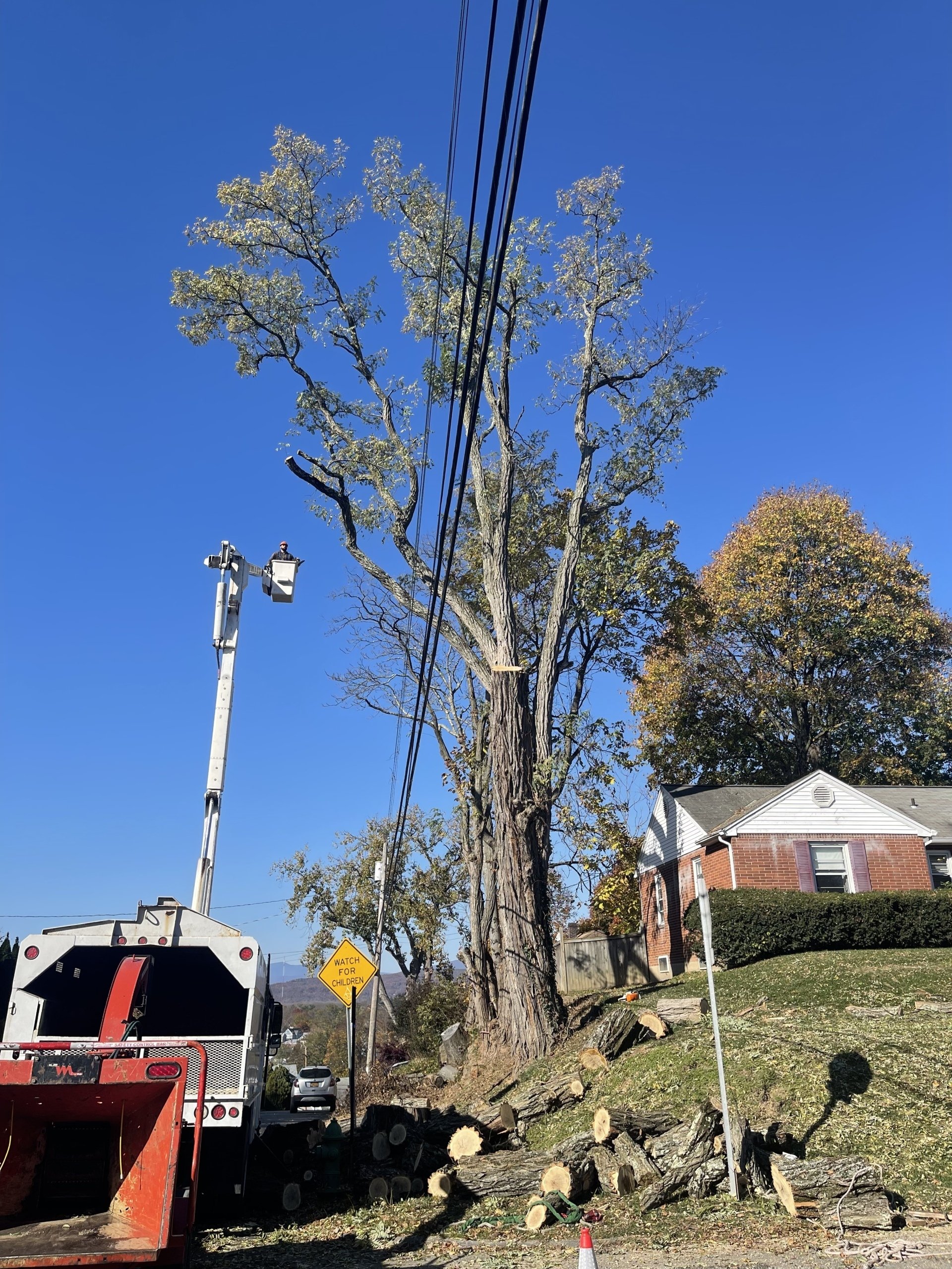 Top Notch Tree Care & Removal | Catskill, NY