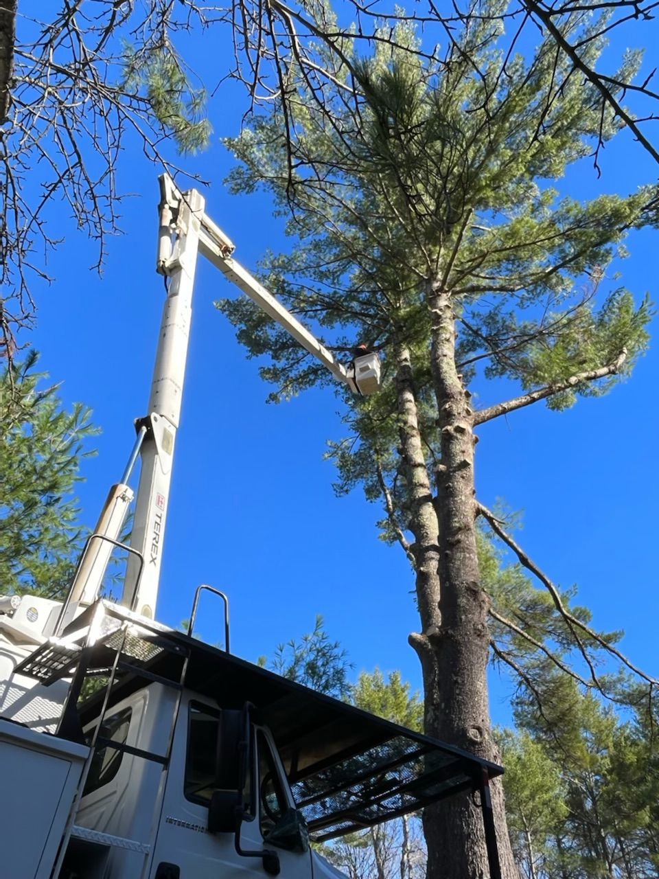 Top Notch Tree Care & Removal | Catskill, NY