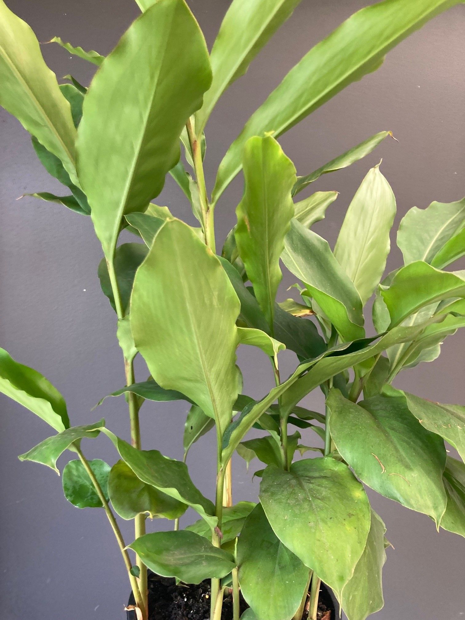 Make Your Space Lively with Our Homewares In NSW, Kincumber