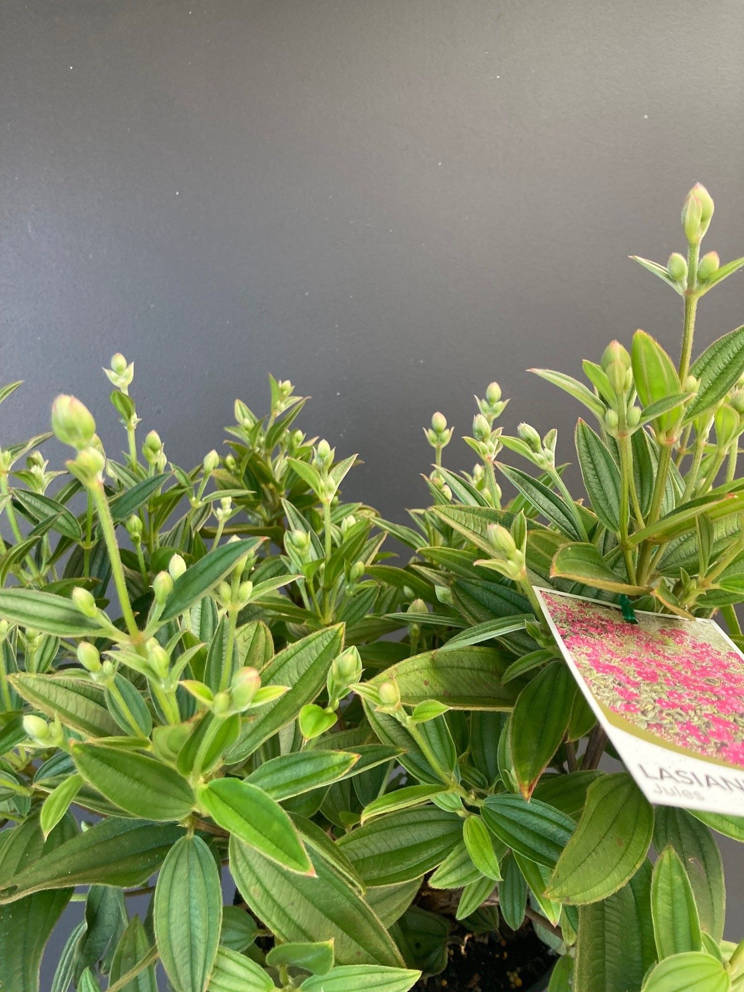 Make Your Space Lively with Our Homewares In NSW, Kincumber