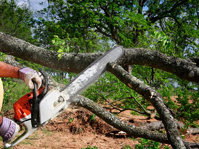 Tree Work | Anchorage, AK| Carlos Tree Service Inc