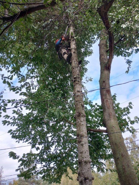 Tree Work | Anchorage, AK| Carlos Tree Service Inc