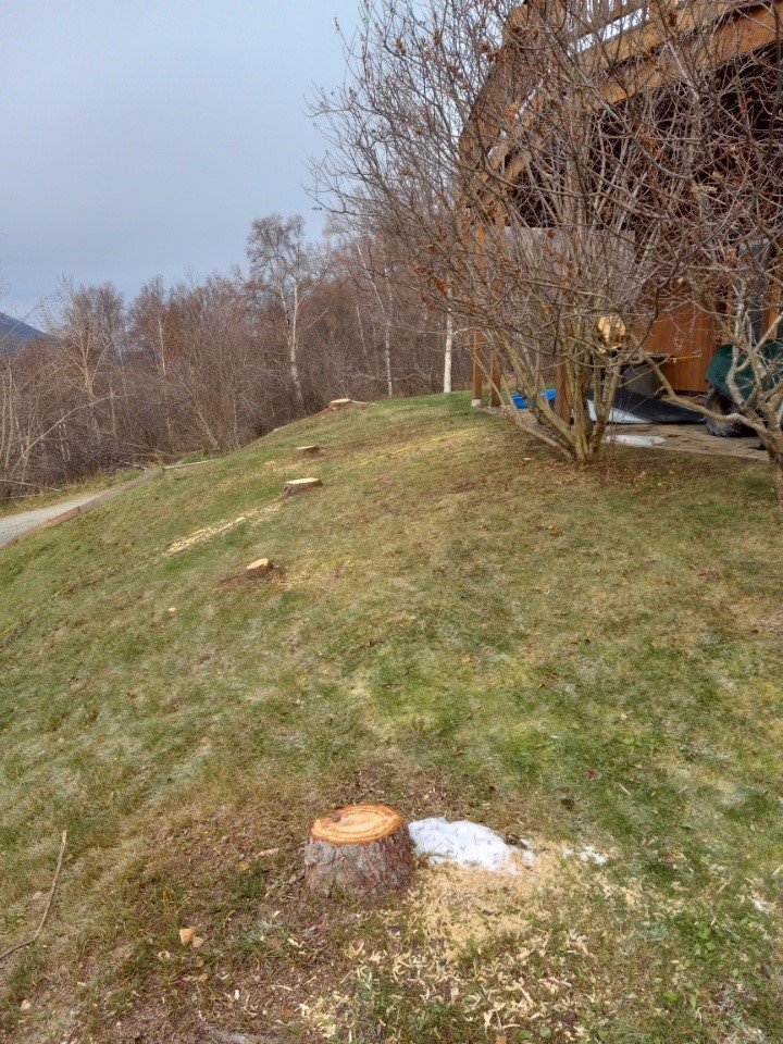 Tree Work | Anchorage, AK| Carlos Tree Service Inc