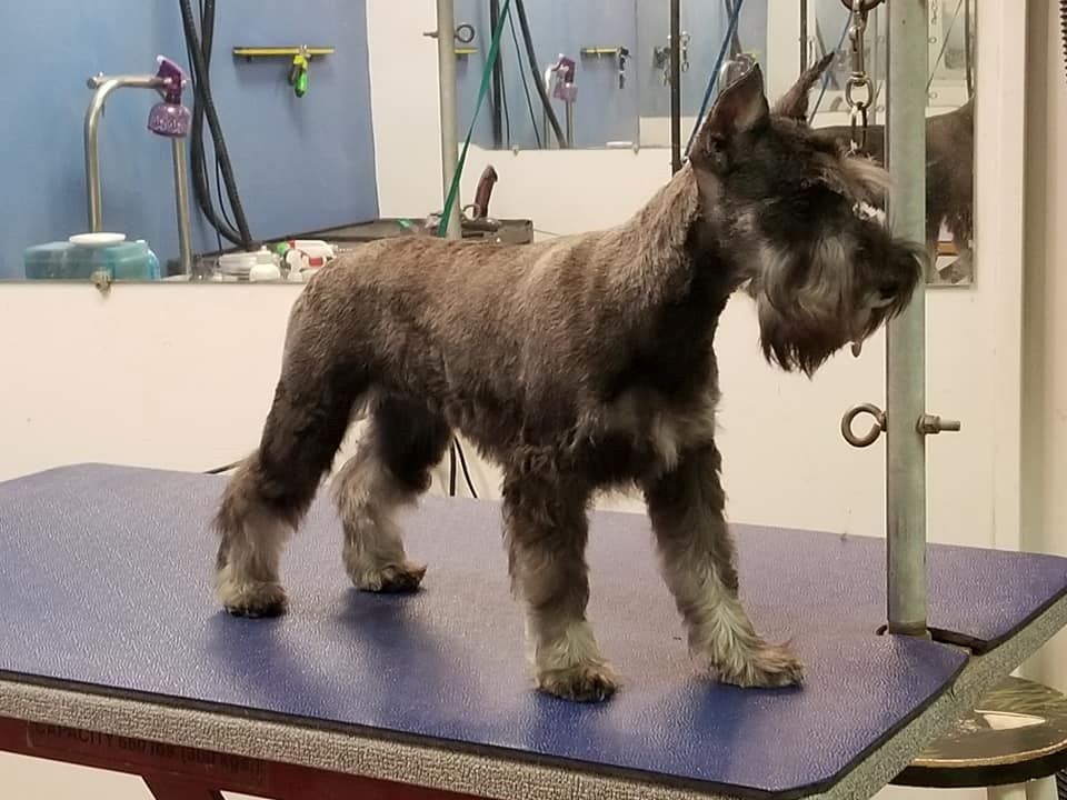 "Paws Applause | Your Trusted Pet Care Provider"