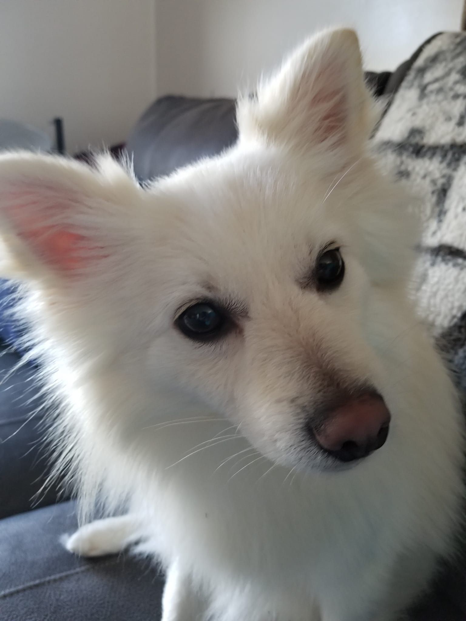 Paws Applause | Pet Supply Store in Scarborough, Maine