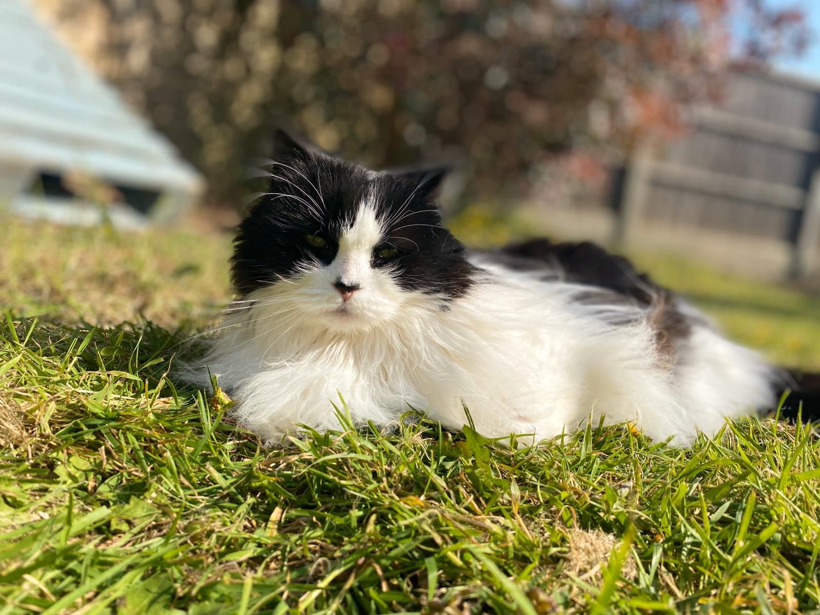 Moggy Minders | Cat & small animal sitting | Our gallery