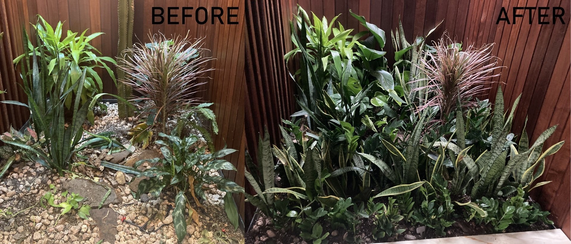 Installing Indoor Plants Guide