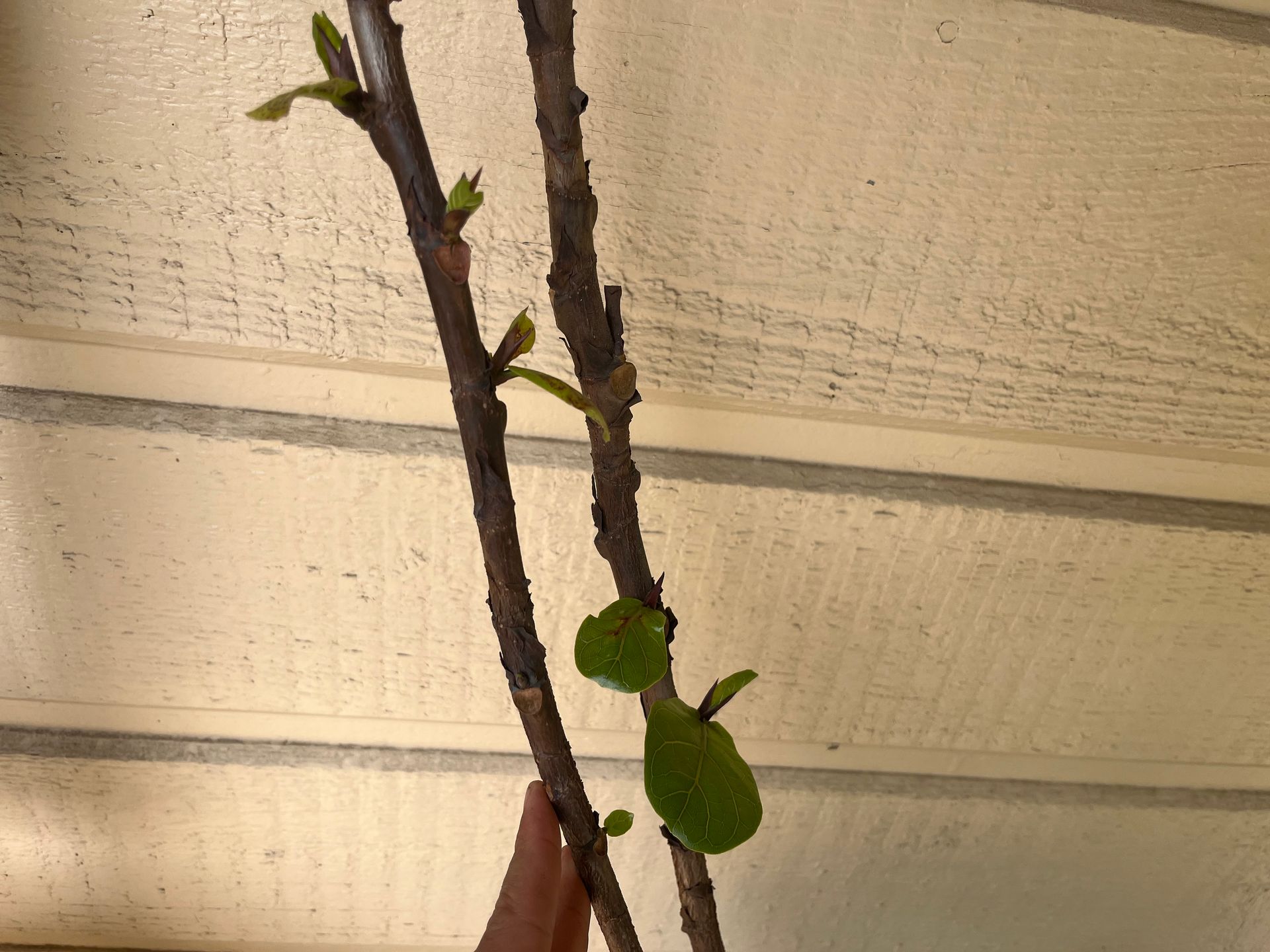 Bringing a Fiddle Leaf Fig back from a stick