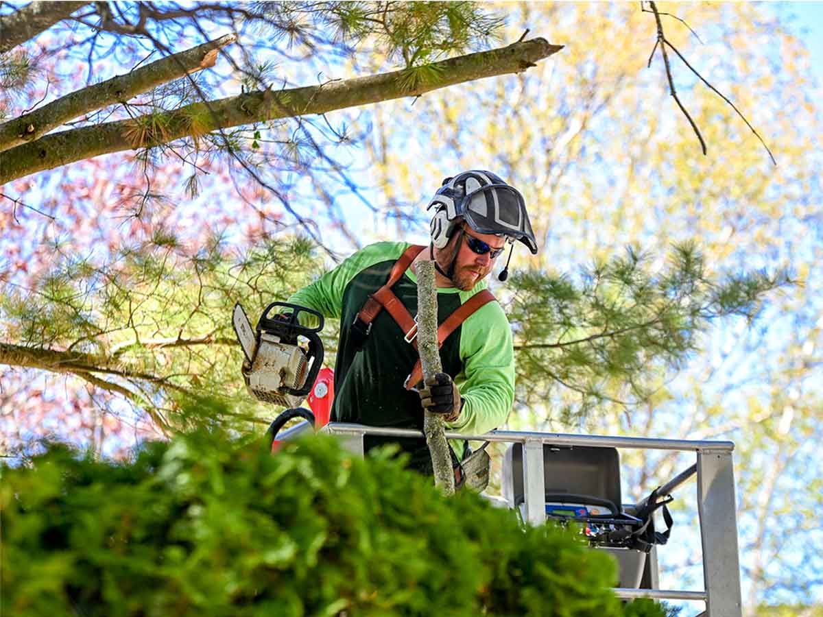 Tree Services Albany NY | Tree Removal-Trimming | Anjoe