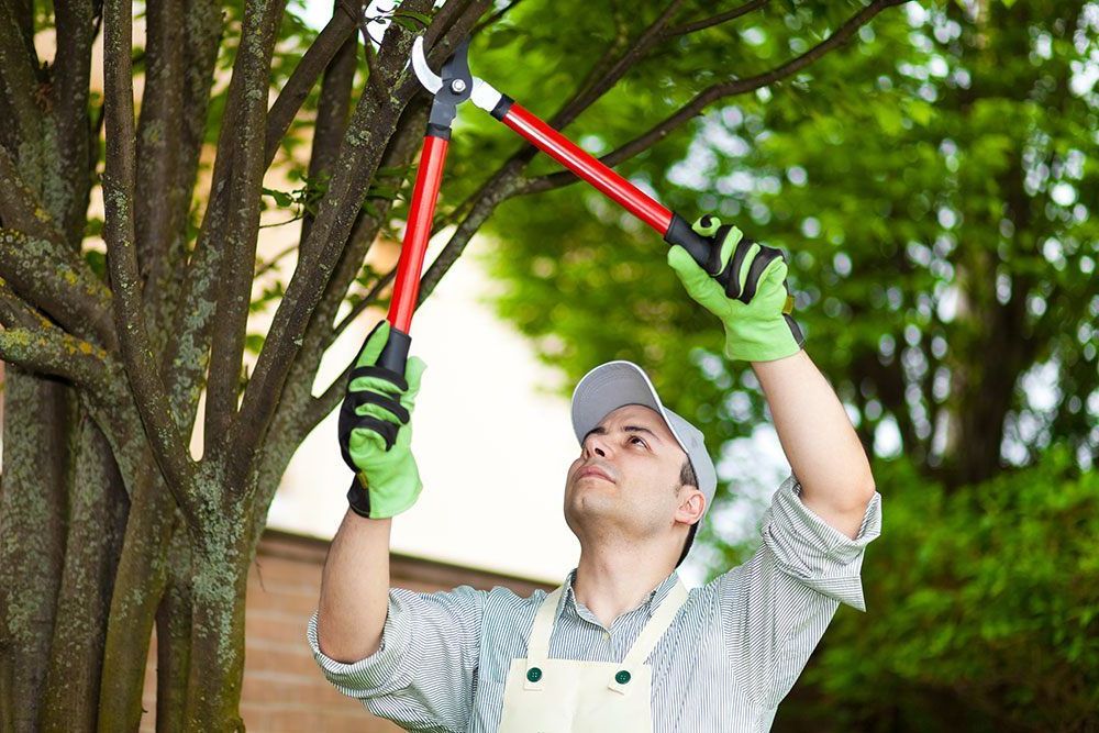 Tree Pruning Dos & Don'ts!