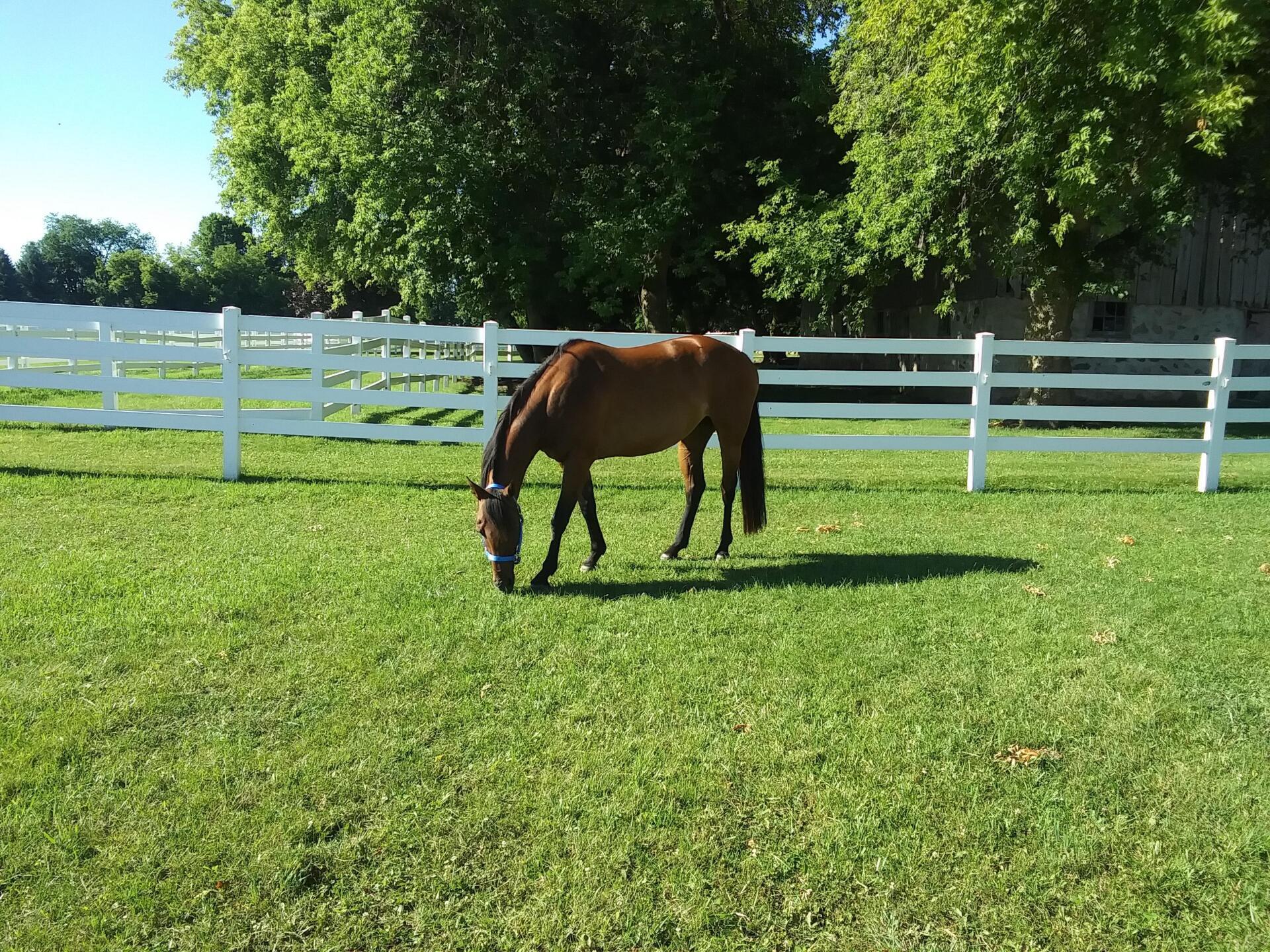 High Cliff Stables