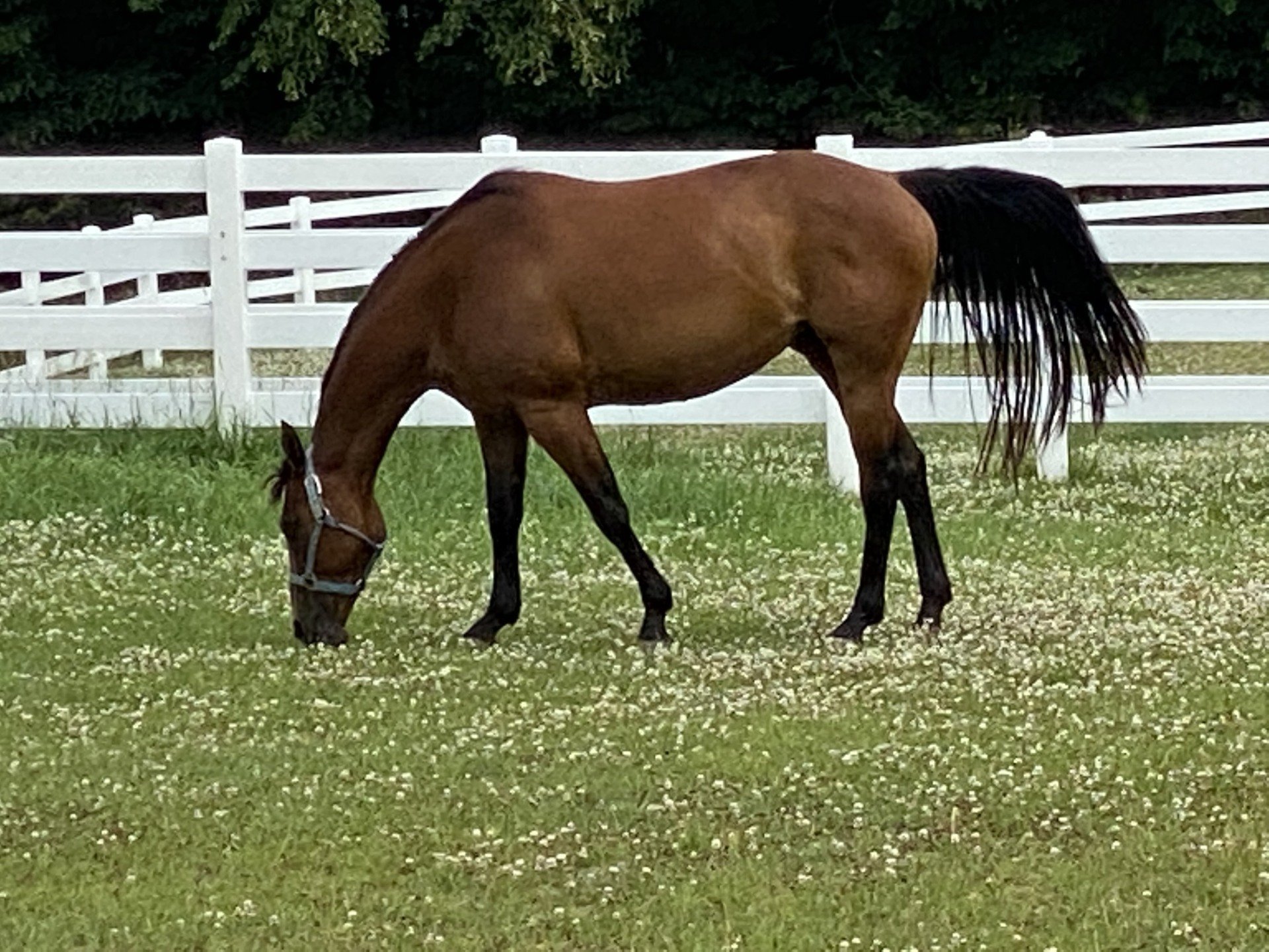 High Cliff Stables