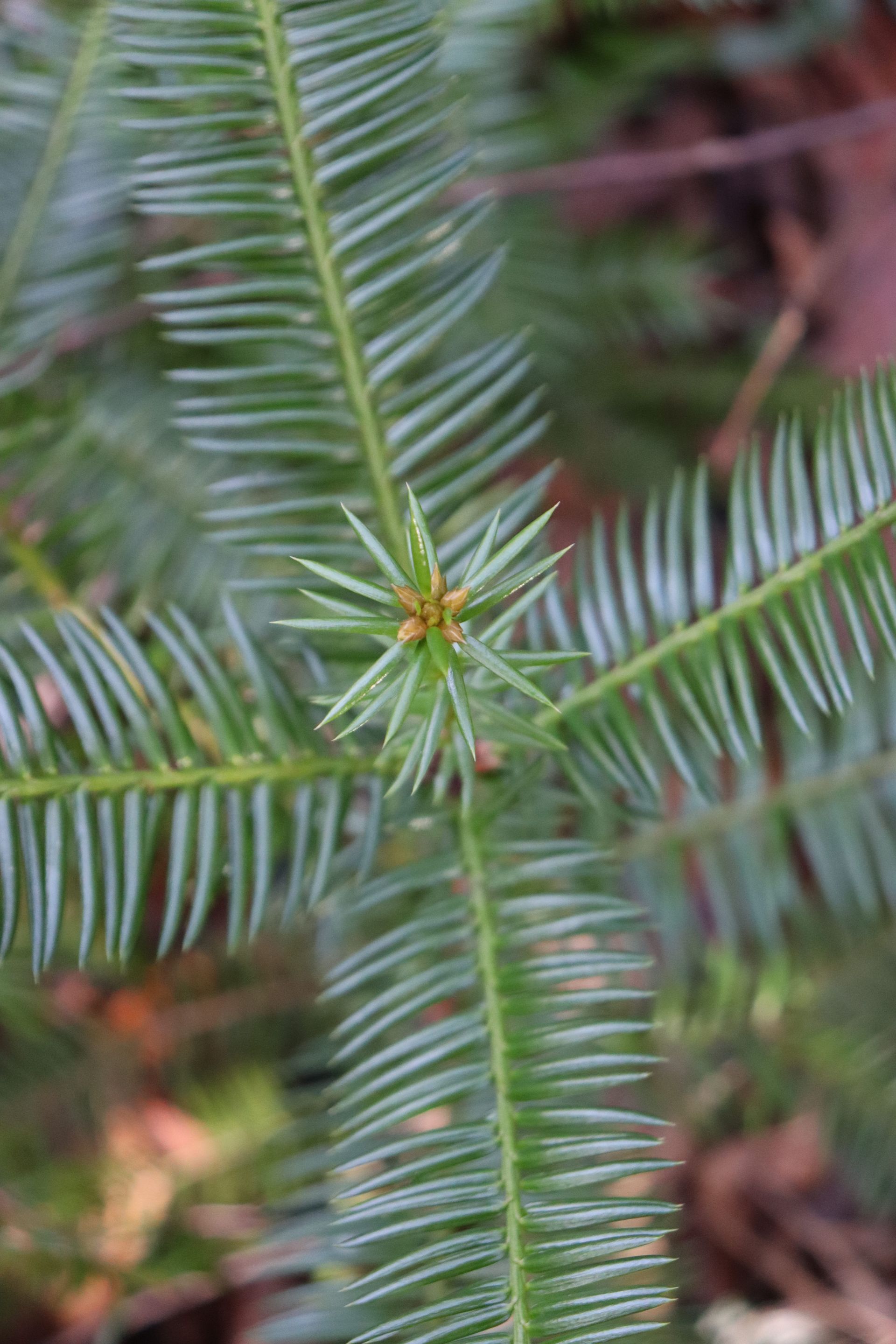 Florida Native Plant Conservation | Florida Native Plant Society