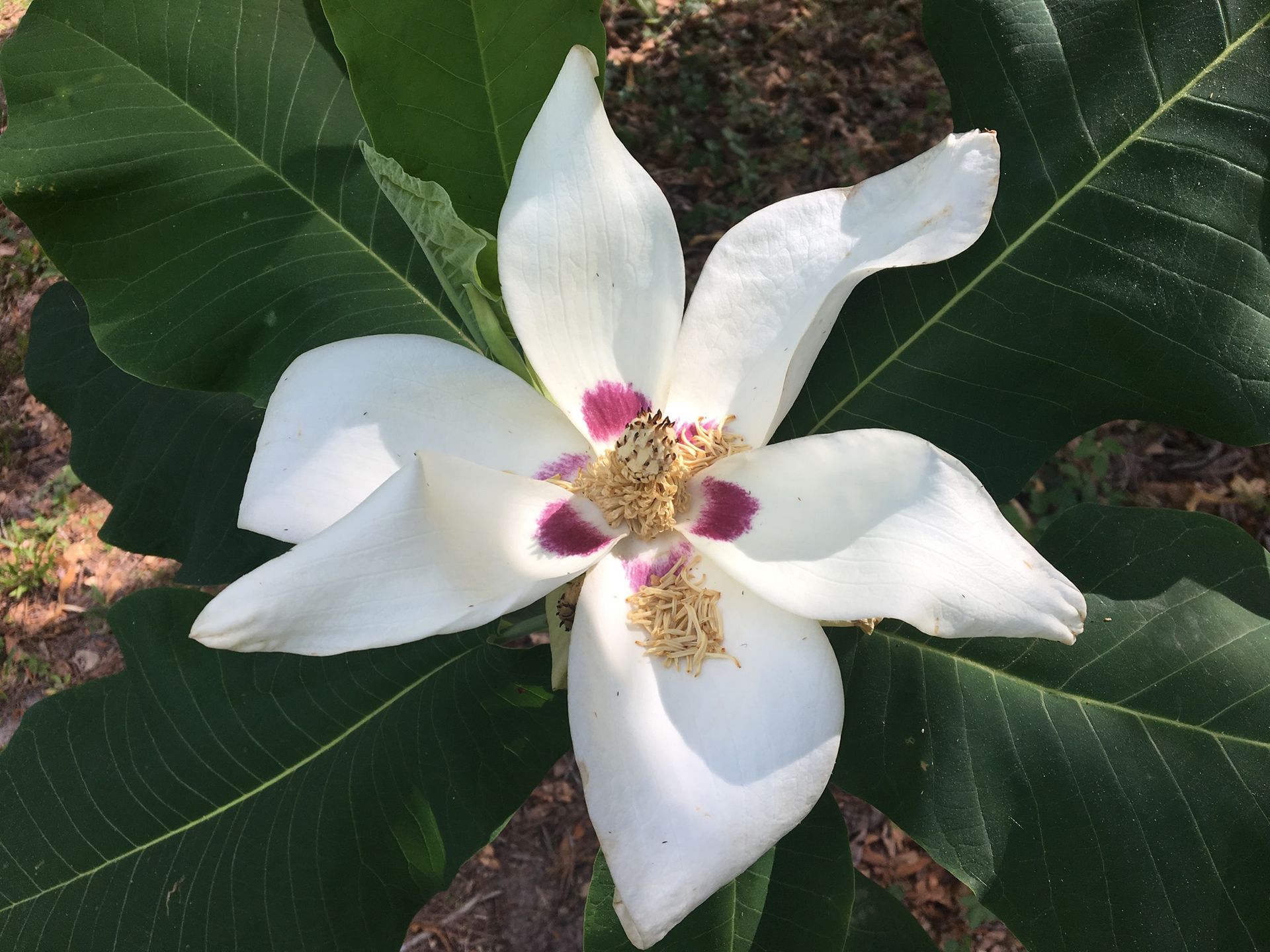 Florida Native Plant Society | Conserve, Preserve & Restore Florida's ...