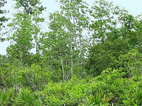 Native Plant Communities | Florida Native Plant Society