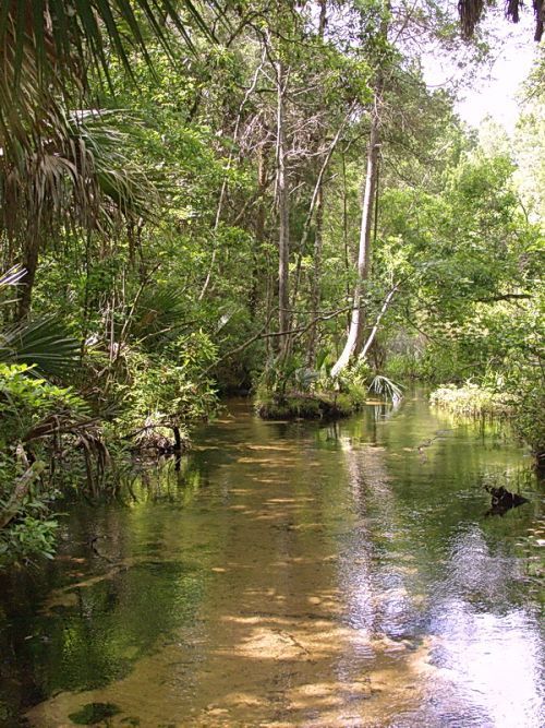 Native Plant Communities | Florida Native Plant Society
