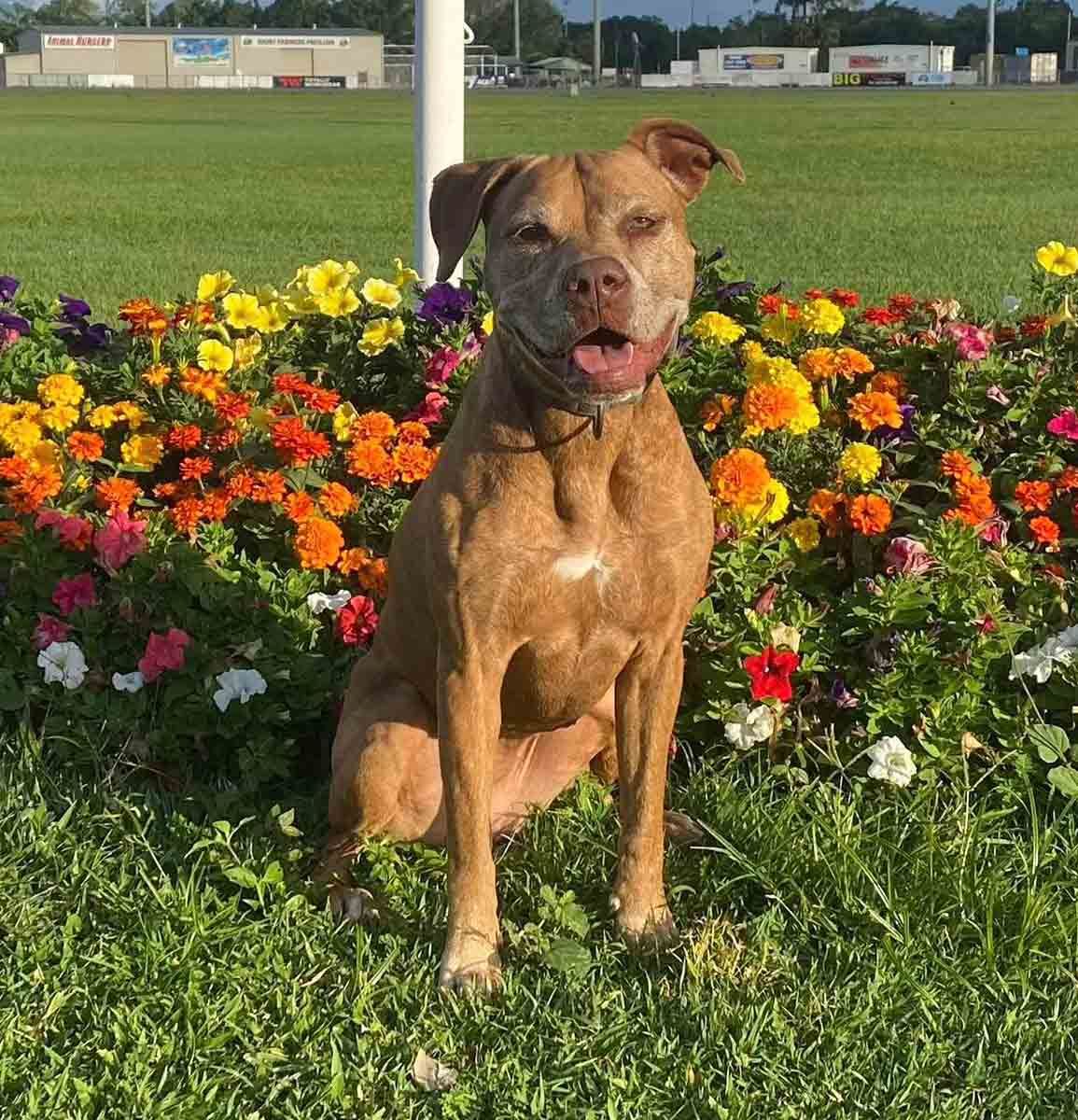 One-On-One Dog Training Cairns | Canine Training School