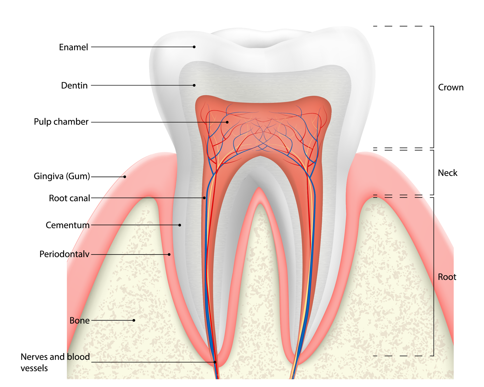 Nerve Debridement at St. Louis Urgent Dental