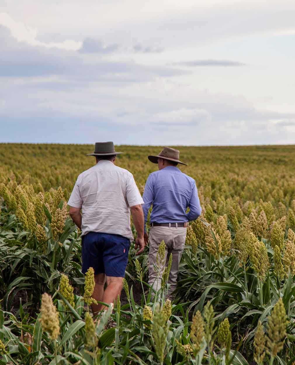 DataFarming agronomy agriculture solutions