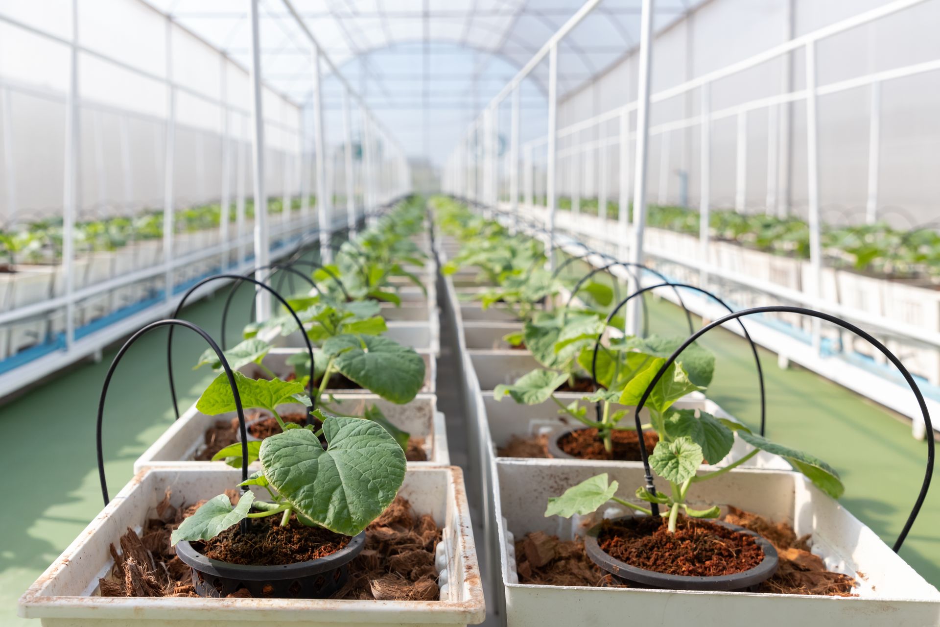 TMC Tree Reports, Nursery Stock Inspections, Melbourne.