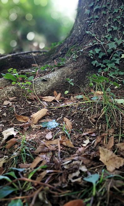 Tmc Tree Reports Prelim Arboricultural Report Melbourne