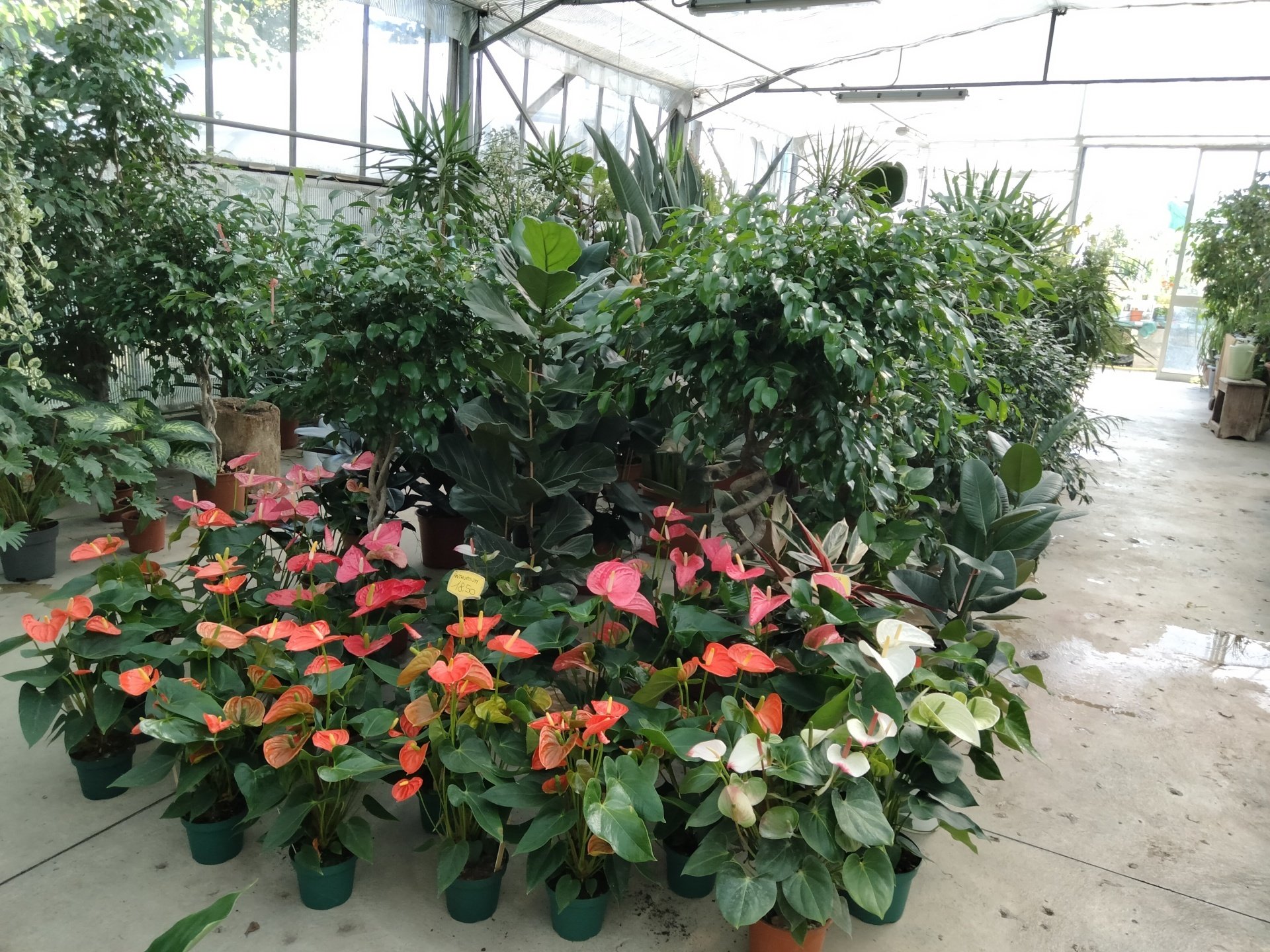 Vivaio piante | Bologna | Cesari Garden Vivaio Piante